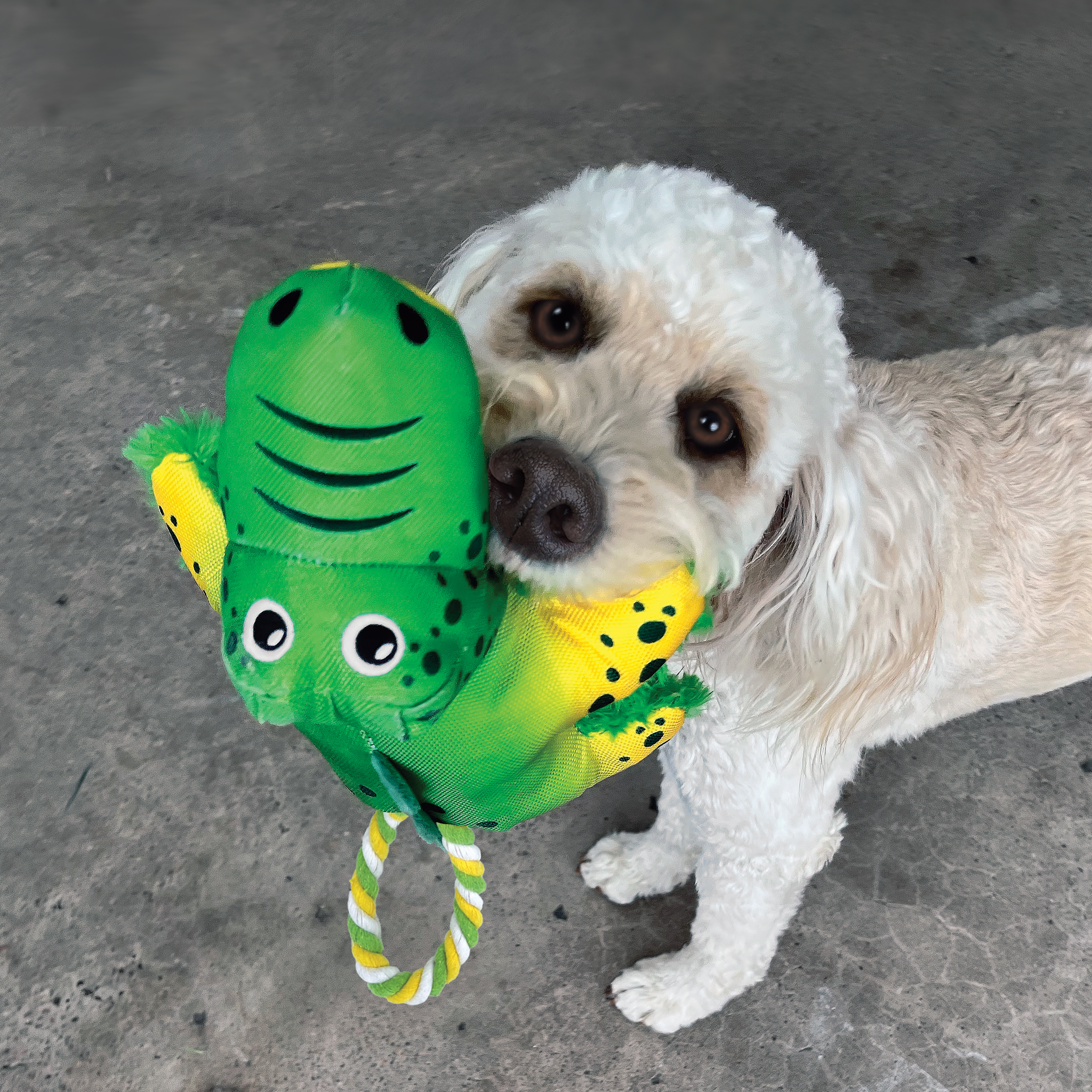 Green squeaky dog toy store